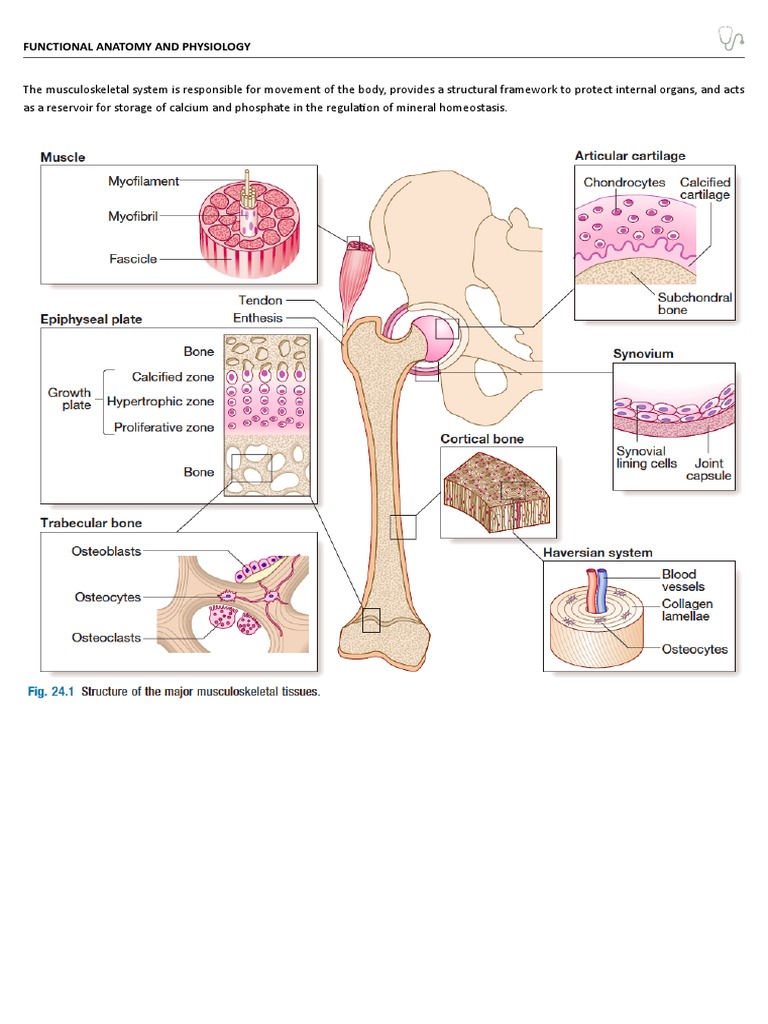 Functional Anatomy and Physiology 1 | PDF