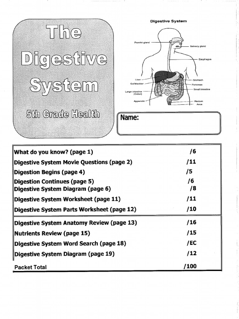 2015 Digestive System Packet | PDF