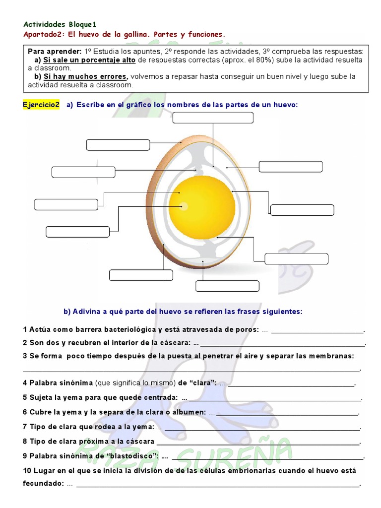 Hoja De Trabajo Sobre Las Partes De Un Huevo