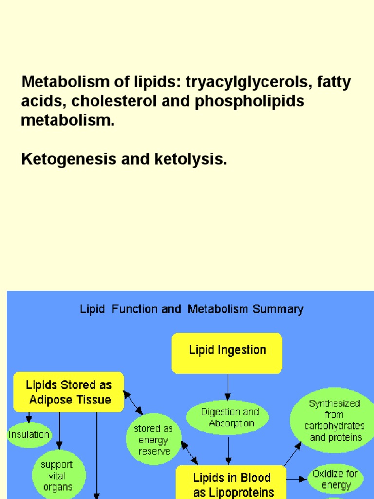 Metabolism Lipids | PDF | Lipid | Triglyceride