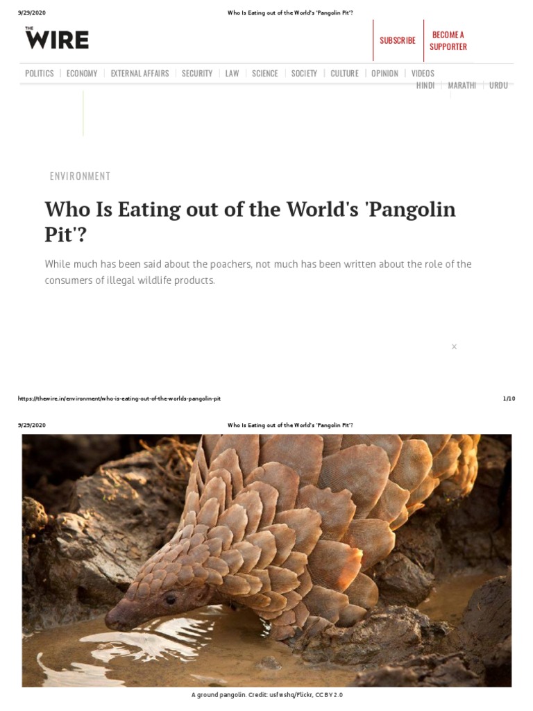 Who Is Eating Out of The World's 'Pangolin Pit' | PDF | Poaching ...