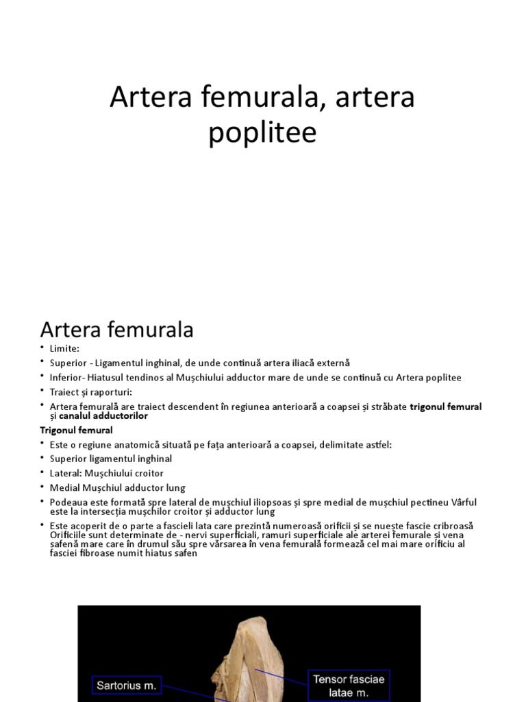 Artere Fem, Poplitee, Tibiala Ant | PDF