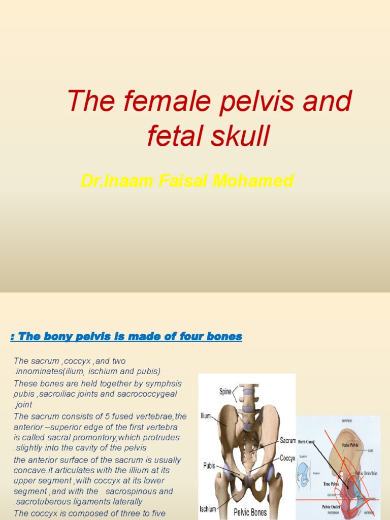 1) Femal Pelvis&fetal Skull | PDF | Pelvis | Human Anatomy