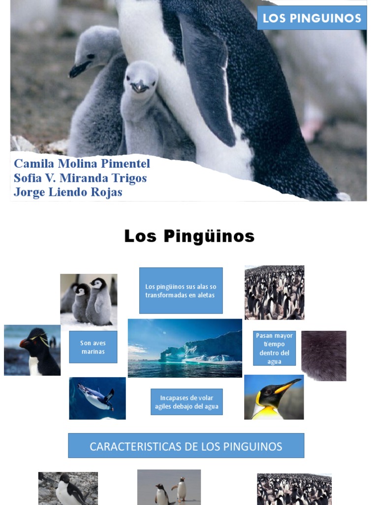 Características de los Pingüinos | PDF