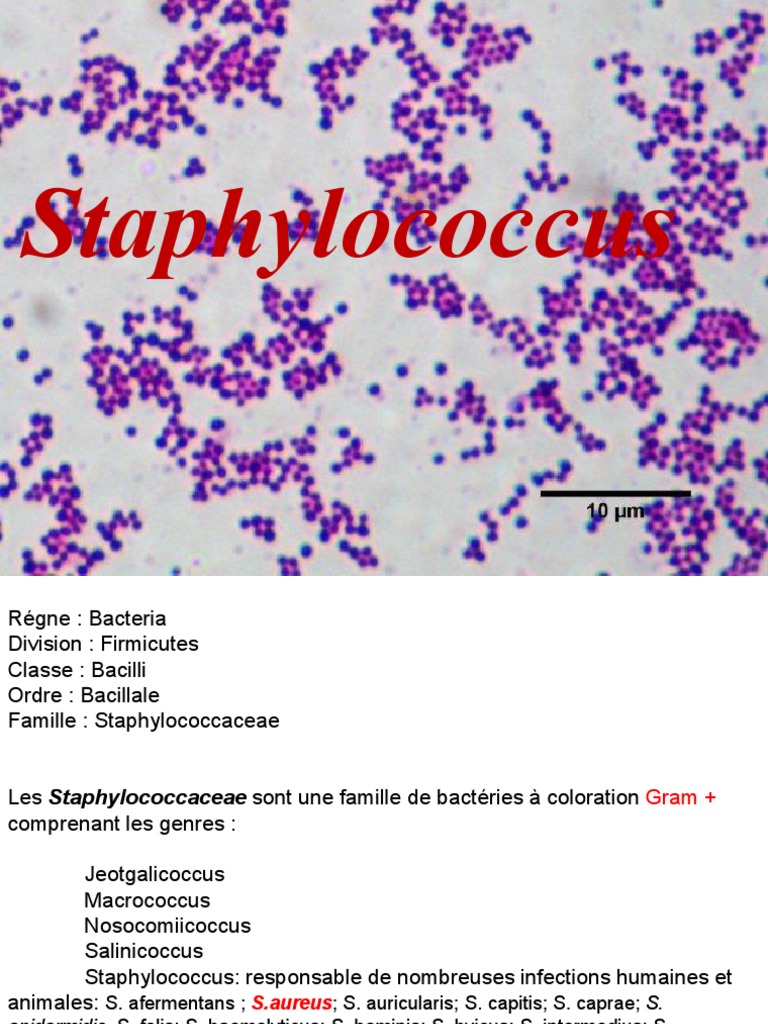 Staphylococcus Streptococcus | PDF | Streptocoque | Staphylococcus