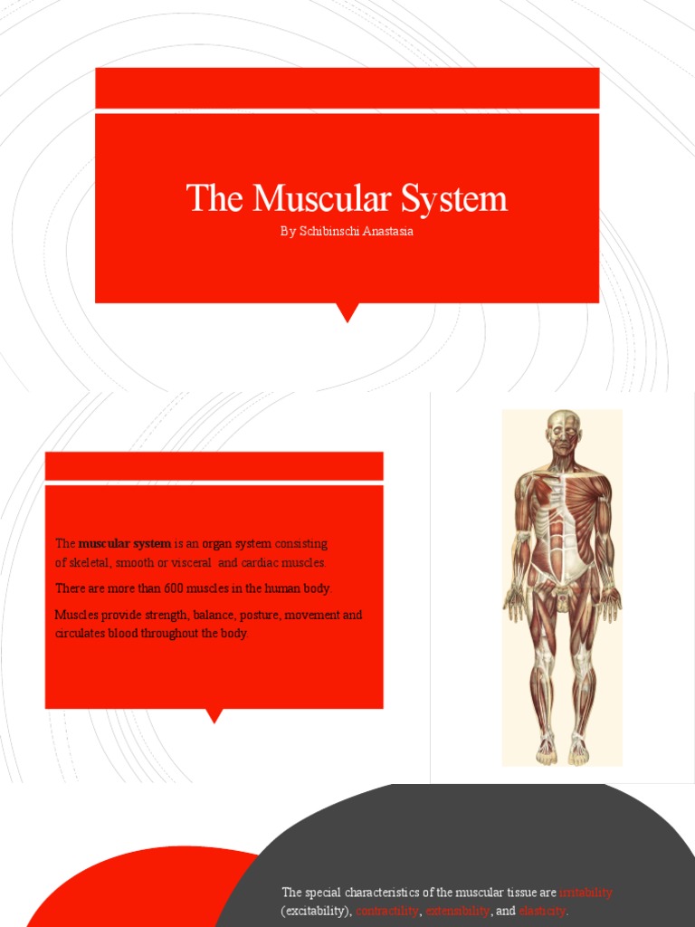 Overview of the Muscular System | PDF | Cardiac Muscle | Skeletal Muscle