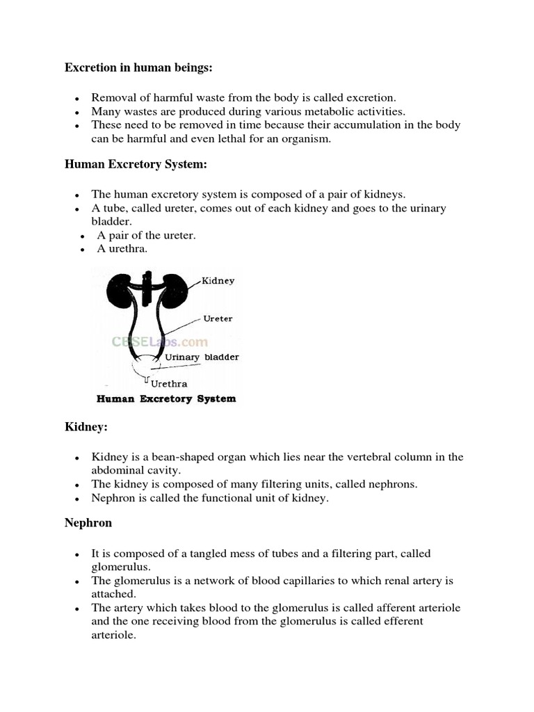 Excretion Class 10 | PDF | Kidney | Urology