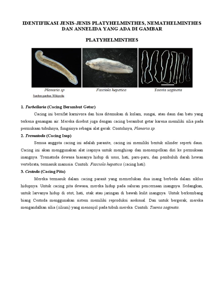 Jenis-Jenis Platyhelminthes, Nemathelminthes Dan Annelida | PDF