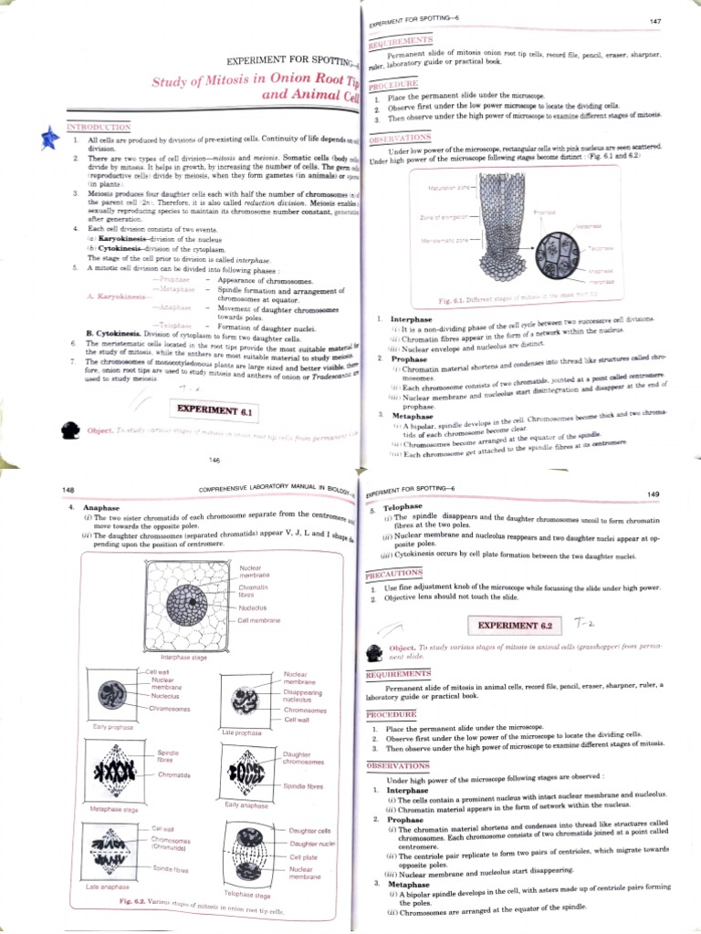 Spot 4 Class Xi | PDF | Mitosis | Chromosome Spot 4 Class Xi | PDF | Mitosis | Chromosome