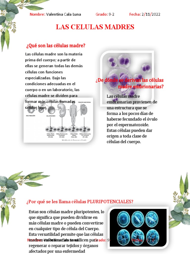 Las Celulas Madres | PDF | Célula madre | Especialidades Medicas