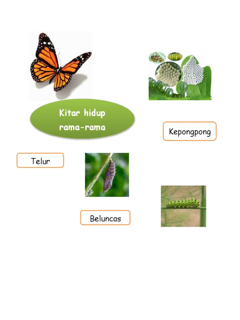 Kitaran Hidup Haiwan | PDF