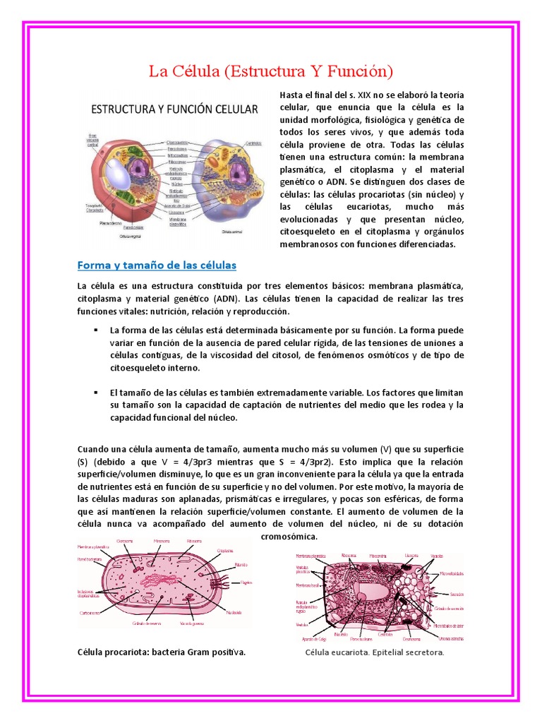La Célula | PDF | Biología Celular) | Citoplasma