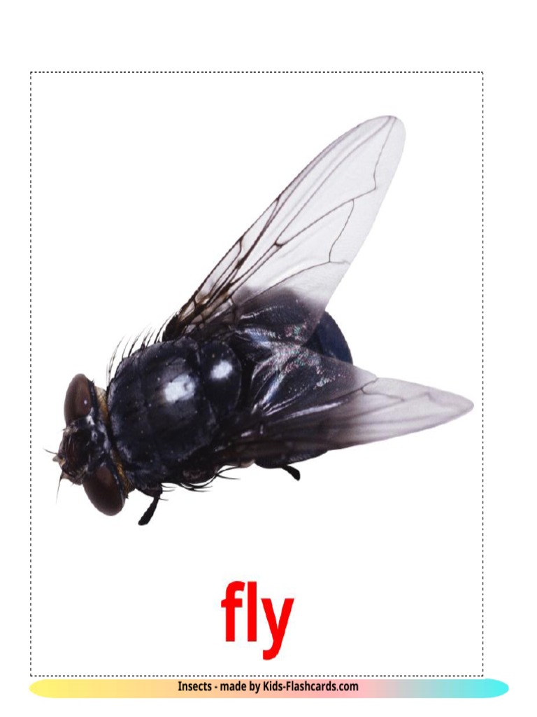 An Introduction to Insects for Young Students: A Repeated Educational ...