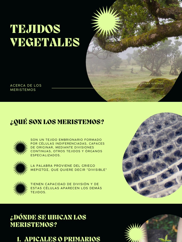Tejidos Vegetales Meristemos | PDF | Tallo de la planta | Organismos