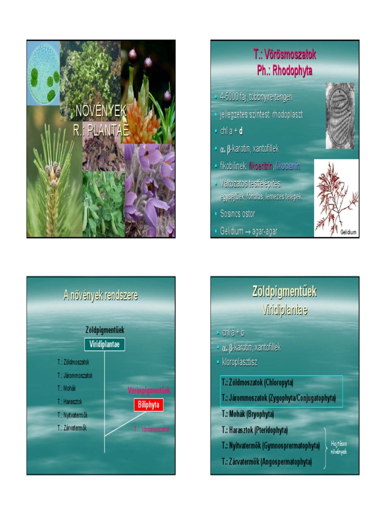 Plantae | PDF