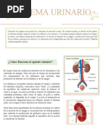 Catalogo Spinreact 2021 | PDF | Colesterol | Orina