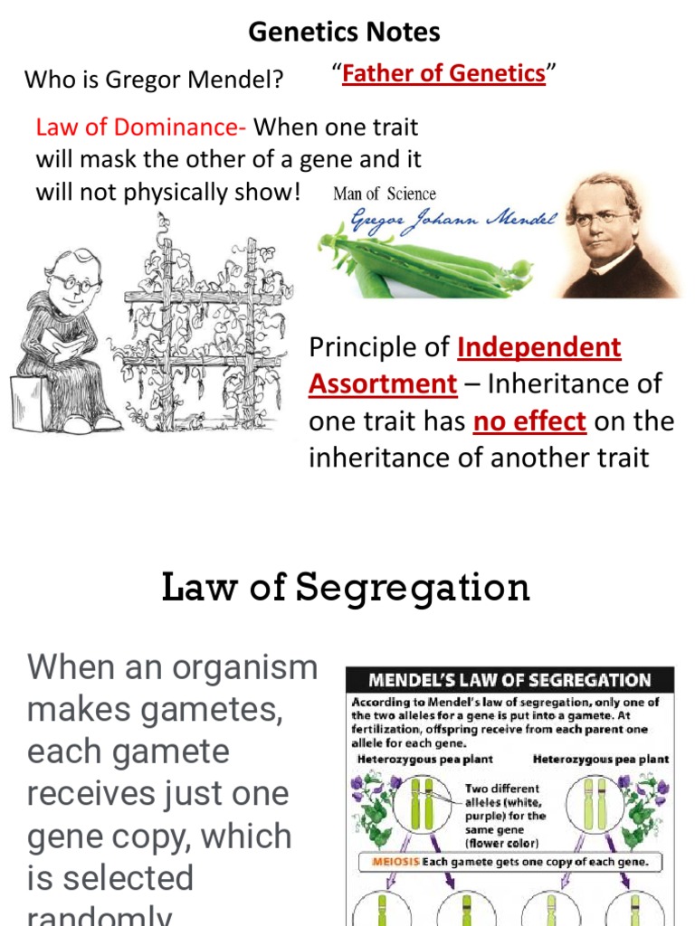 The possible blood types of the children would be:A, B, AB, O | PDF ...