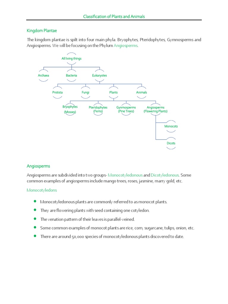 Classification of Plants and Animals | PDF | Invertebrate | Plants