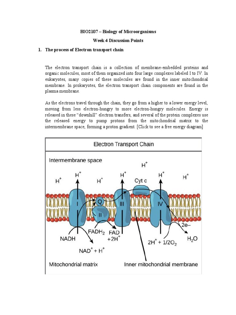 BIO2107 - Tutorial 4 Discussion Points | PDF | Electron Transport Chain ... BIO2107 - Tutorial 4 Discussion Points | PDF | Electron Transport Chain ...