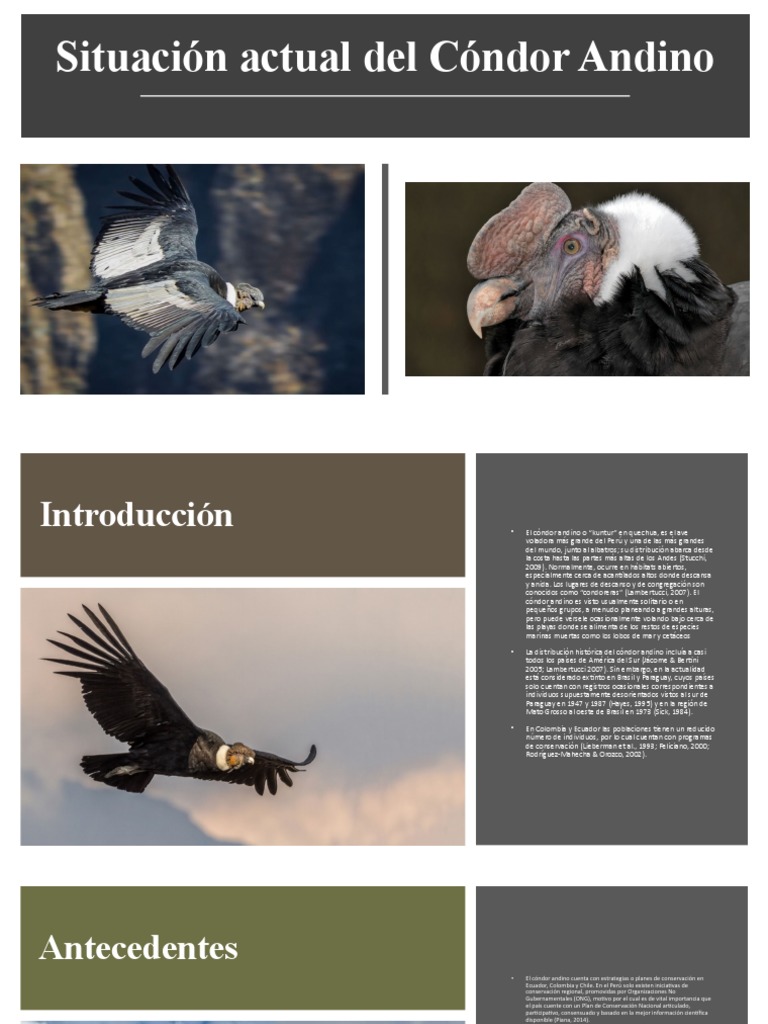 Estado de conservación del cóndor andino | PDF | Especie en peligro | Perú