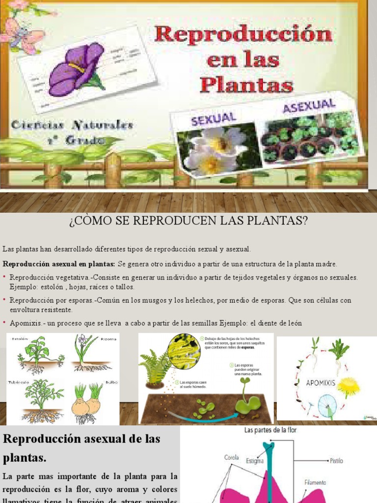 Reproduccion de Las Plantas | PDF