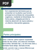 Tipos de Hojas | PDF