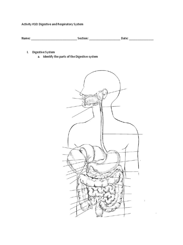 Activity 10 | PDF | Human Digestive System | Gastrointestinal Tract