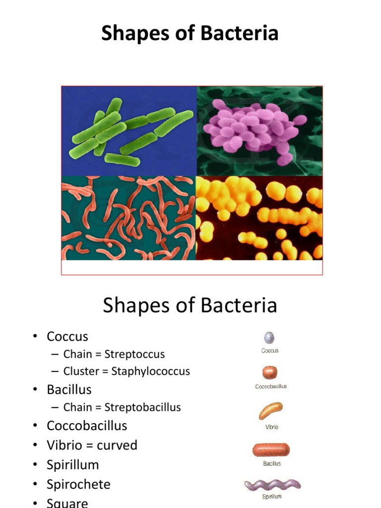 Shapes of Bacteria | PDF | Staining | Streptococcus
