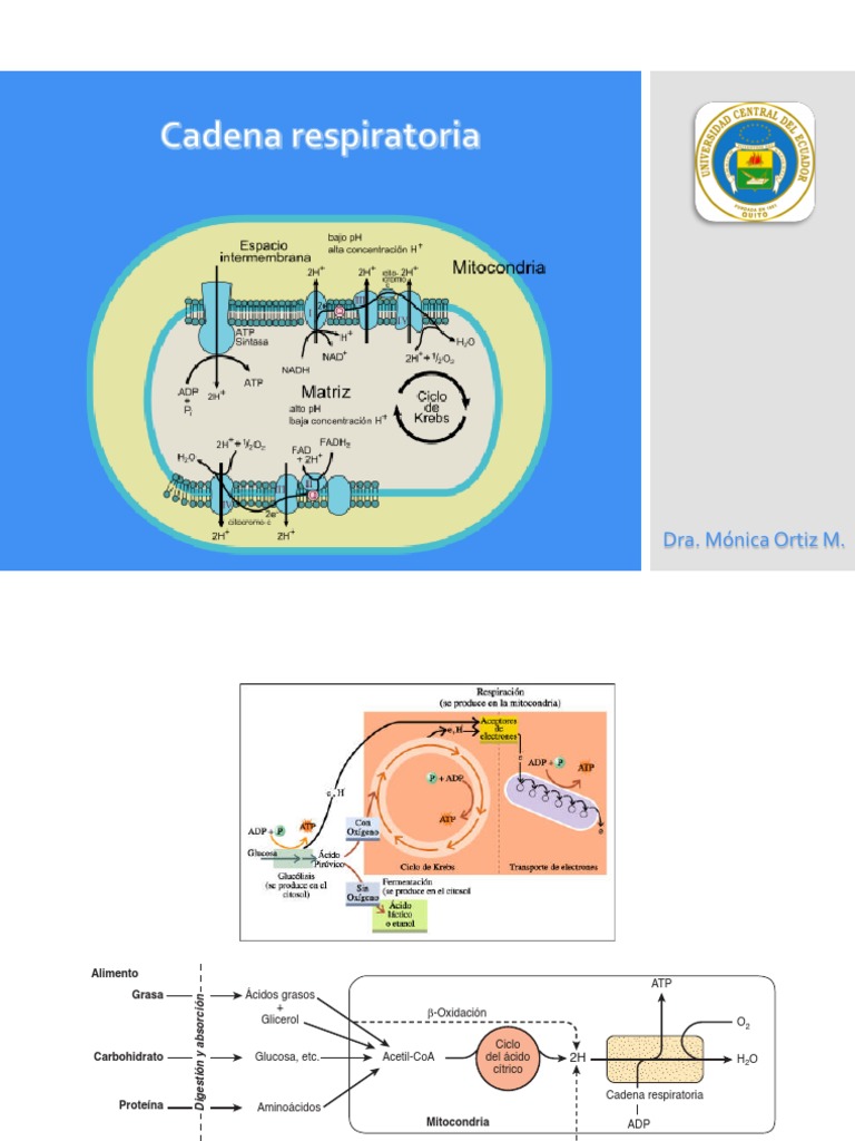 3 Cadena Respiratoria y Fosforilacion Oxidativa | PDF | Trifosfato de adenosina | Cadena de ...