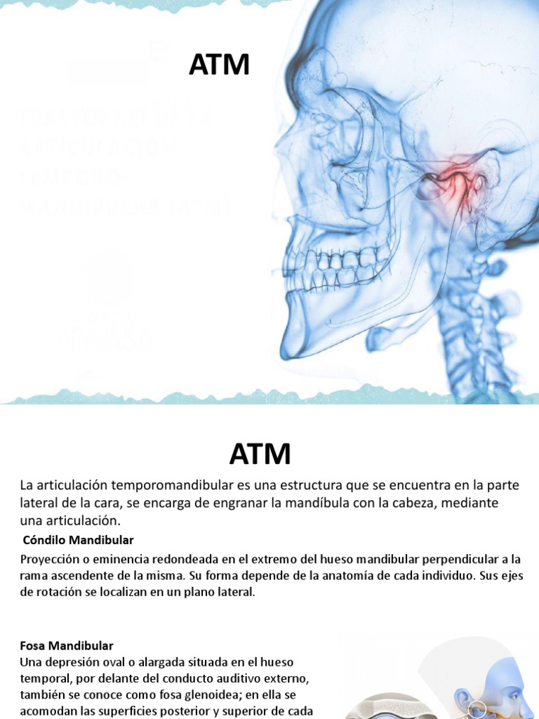 Anatomía De La Atm