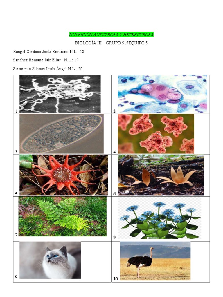 Nutrición Autótrofa y Heterótrofa | PDF | Redox | Biología
