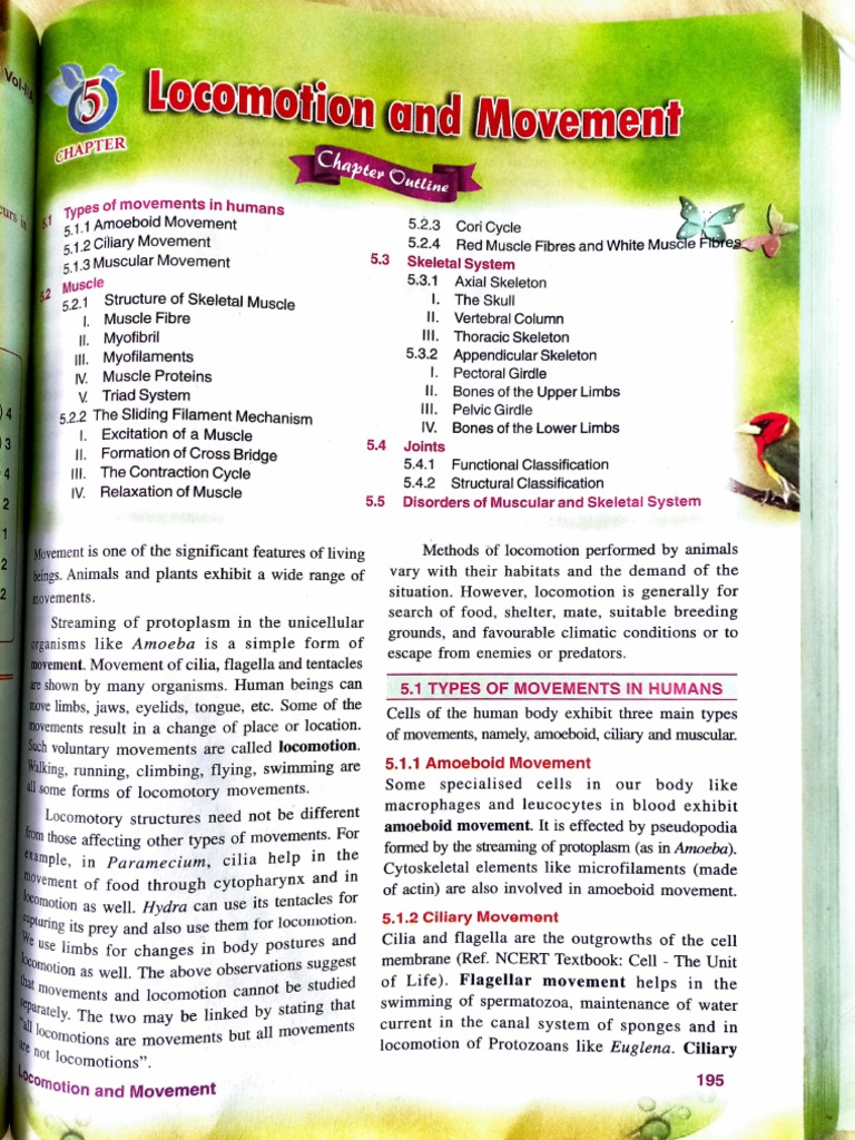 Locomotion and Movements | PDF | Skeletal Muscle | Muscle Contraction