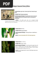 Dichlorvos-1000-EC Nov2023 UCP | PDF | Toxicity | Insecticide