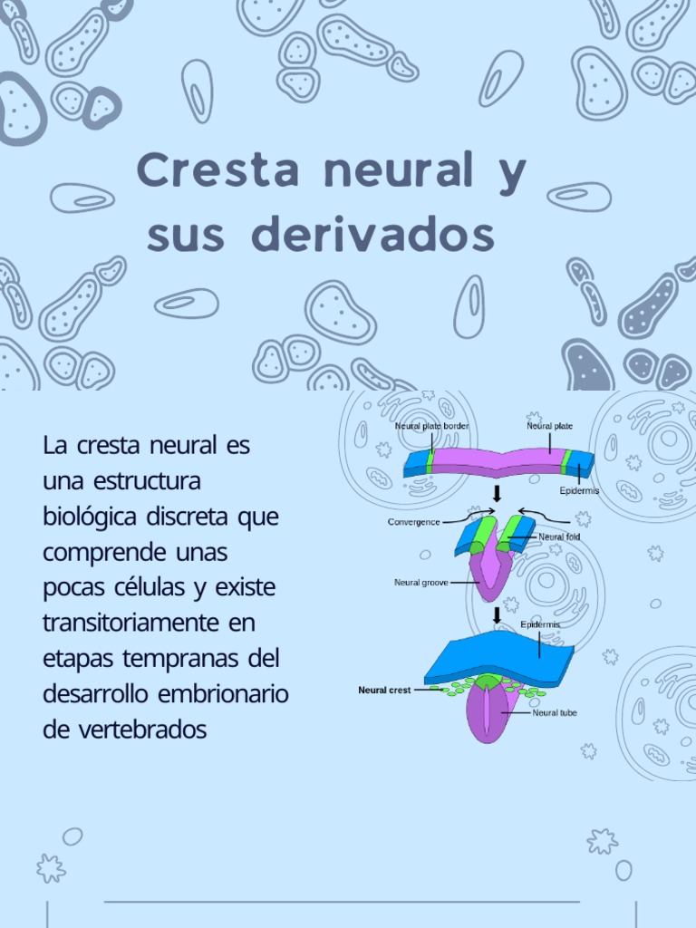 Cresta Neural Introducción A Embriologia | PDF | Tejido conectivo ...