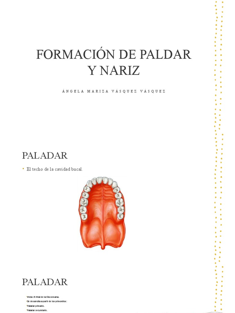 FORMACION DE PALDAR Y NARIZ Embriologia | PDF