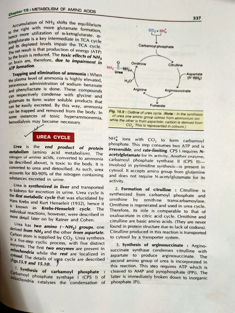Urea Cycle | PDF