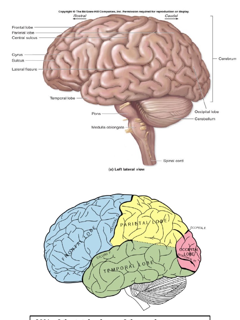 Temporal Lobe | PDF