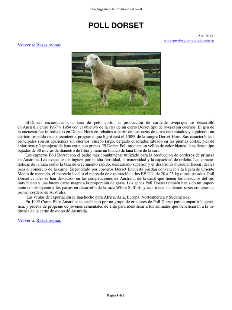 Características de la Raza Poll Dorset | PDF | Oveja | Carne