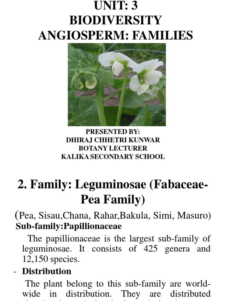 Class XI Leguminosae Family | PDF | Botany | Plants