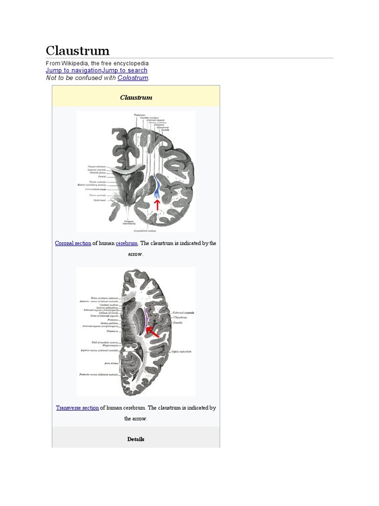 Claus Trum | PDF | Cerebral Cortex | Visual Cortex