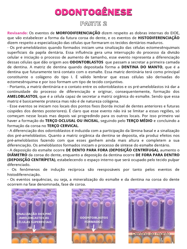 ODONTOGÊNESE 2 | PDF | Dente | Dentina