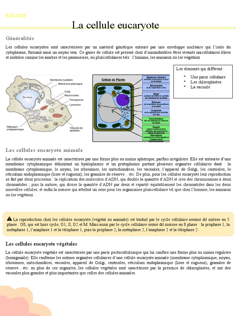 La Cellule Eucaryote | PDF | Cytoplasme | Cellule (Biologie)