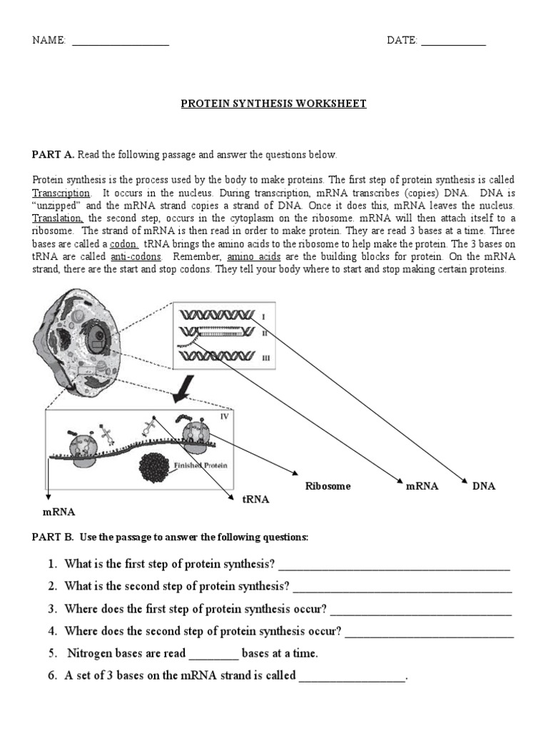 Protein Synthesis Worksheet | PDF | Translation (Biology) | Messenger Rna