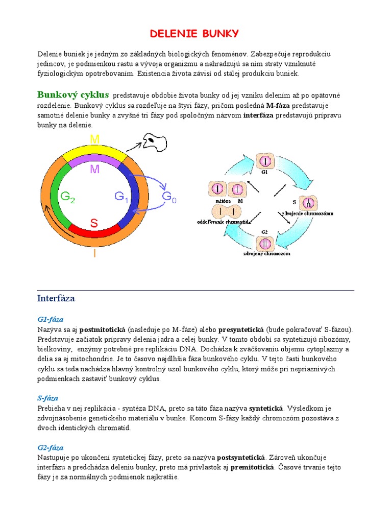 Delenie Buniek | PDF