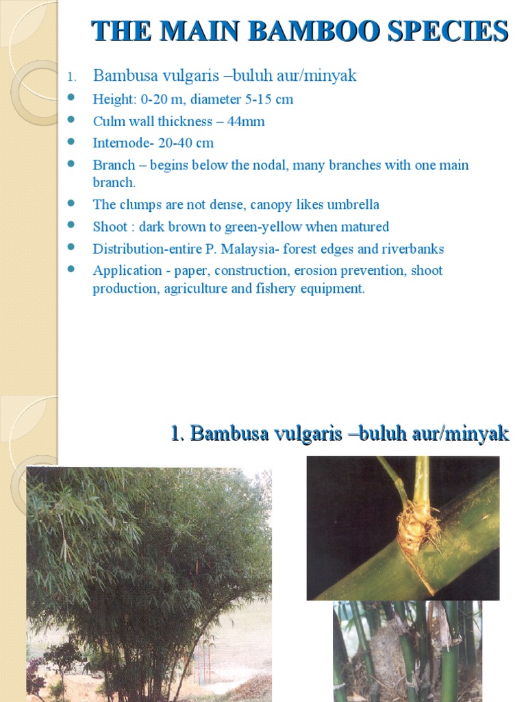 Jenis Buluh LN4 | PDF | Bamboo | Plant Stem
