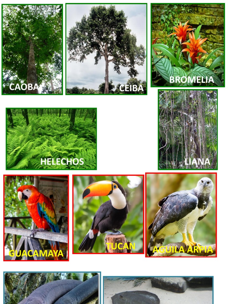 Amazonas Dibujos | PDF