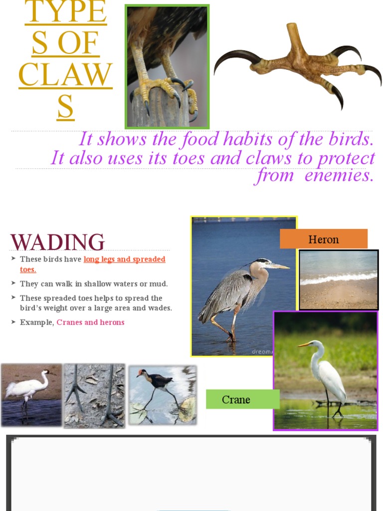 CH 10 Last Part CLAWS | PDF | Language Arts & Discipline | Science ...