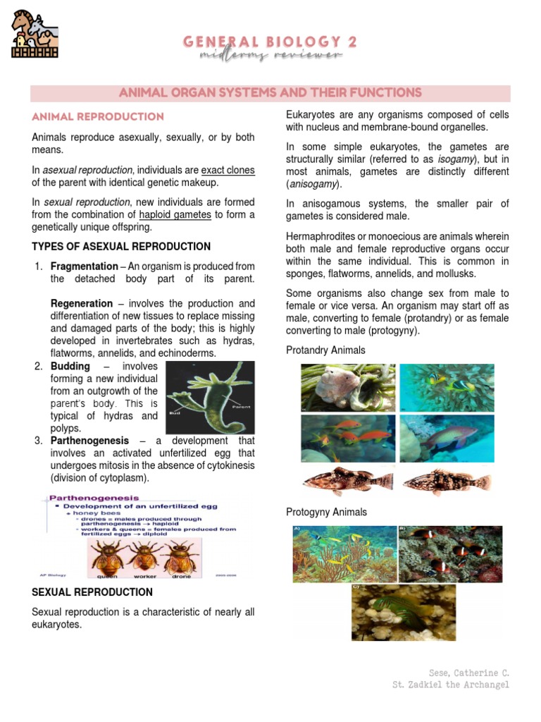 GenBio 2 Midterms | PDF | Reproduction | Central Nervous System