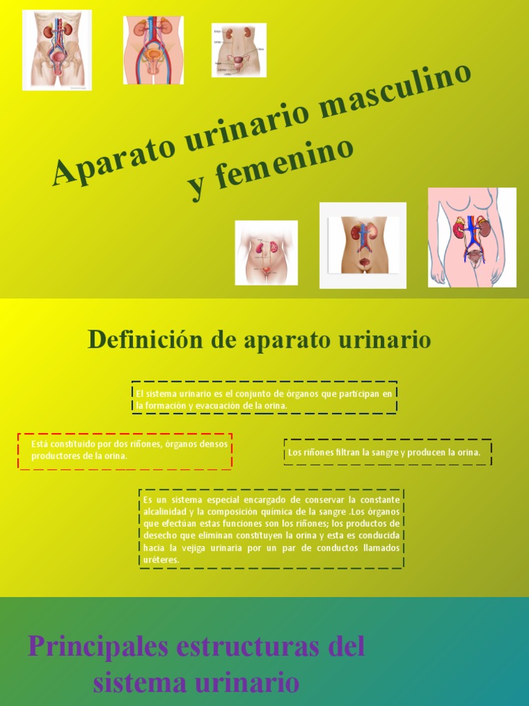 Aparato Urinario Masculino y Femenino | PDF | Sistema urinario | Vejiga urinaria