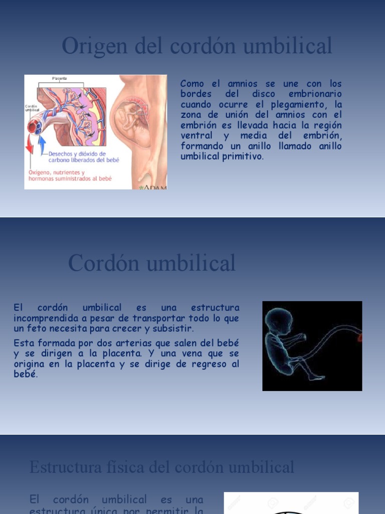 Cordon Umbilical Embriologia1111 | PDF | Placenta | Feto